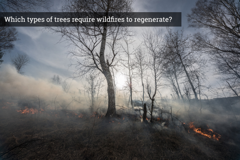 Earth Day: Which types of trees require wildfires to regenerate? | The ...